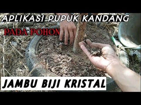 Aplikasi Rutin Pupuk Kandang Kohe Ayam Fermentasi pada Pohon Jambu Biji Kristal