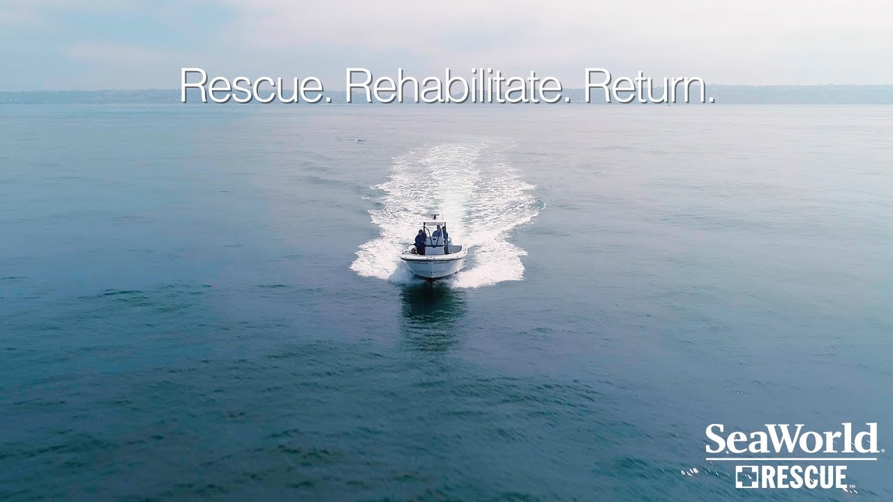 SeaWorld's Mission to RESCUE, REHABILITATE, and RETURN Continues in ...