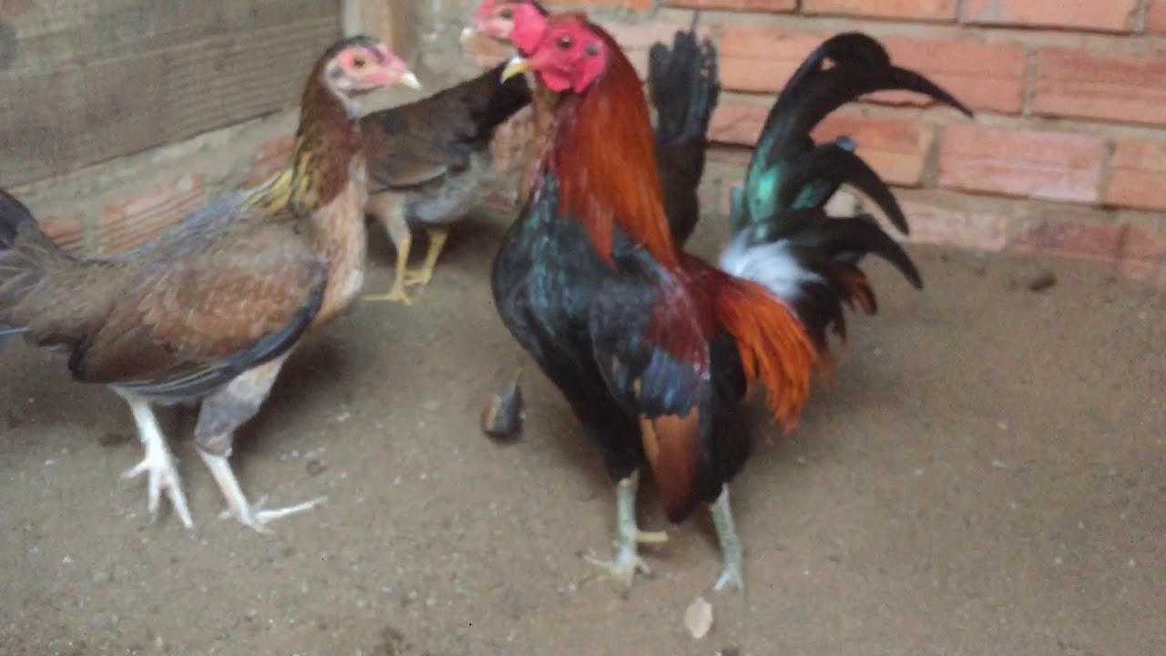 Hatch Doc kelso hatch nọc - YouTube