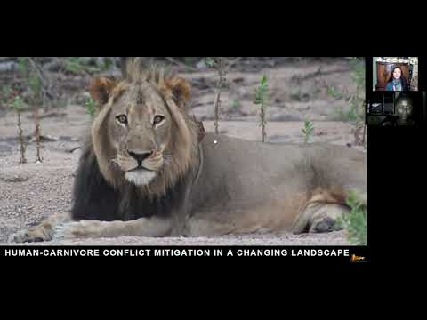 Lions in Zambia & Human-Carnivore Conflict Mitigation in a Changing ...