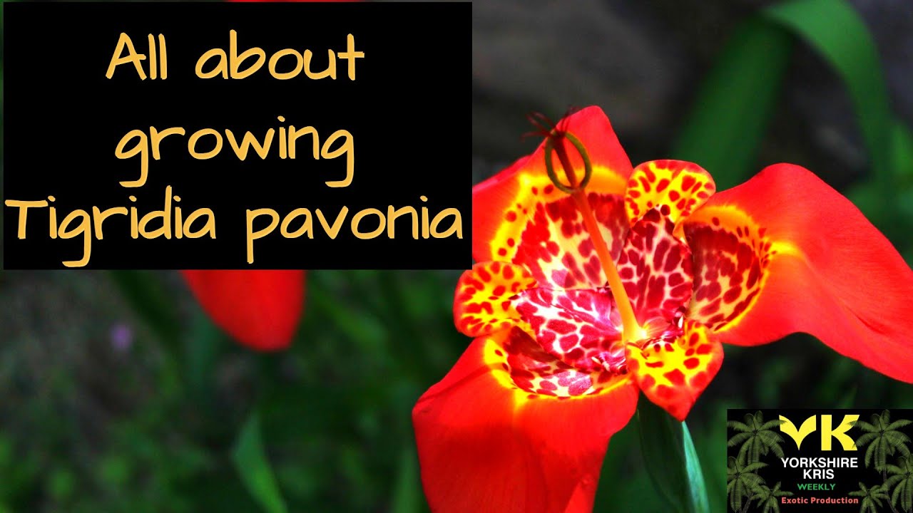 All about growing Tigridia pavonia - YouTube