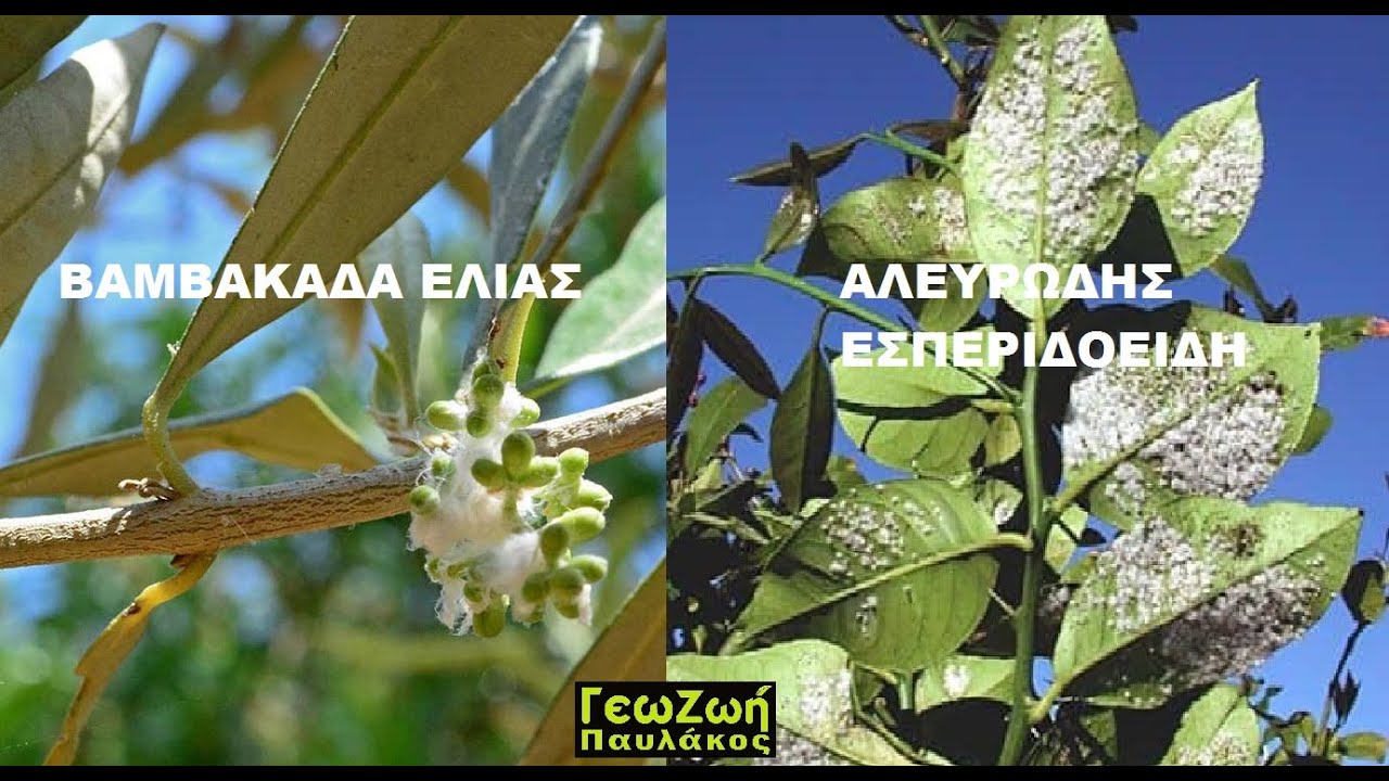 ΓΕΩΖΩΗ 27-2-21 ΒΑΜΒΑΚΑΔΑ ΕΛΙΑΣ ΑΛΕΥΡΩΔΗΣ ΕΣΠΕΡΙΔΟΕΙΔΗ - YouTube