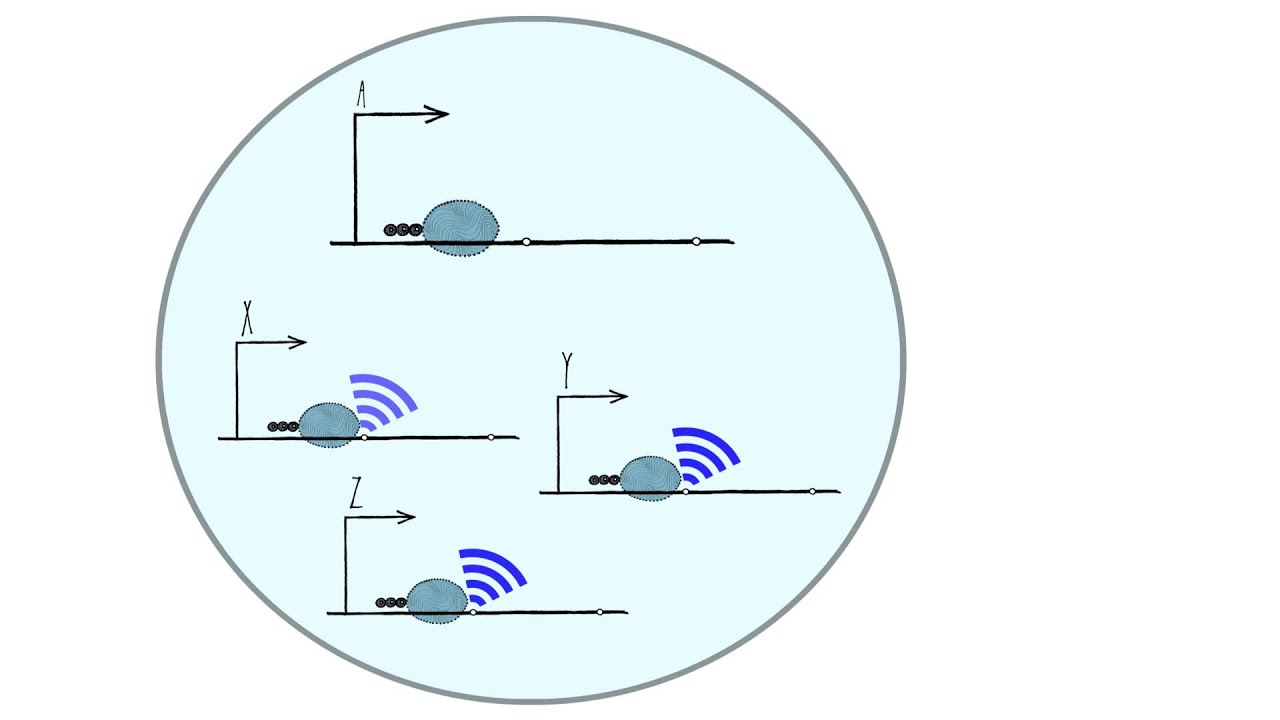 Nuclear RNA Networks Pt 2 - Nodes & Cell Differentiation - YouTube