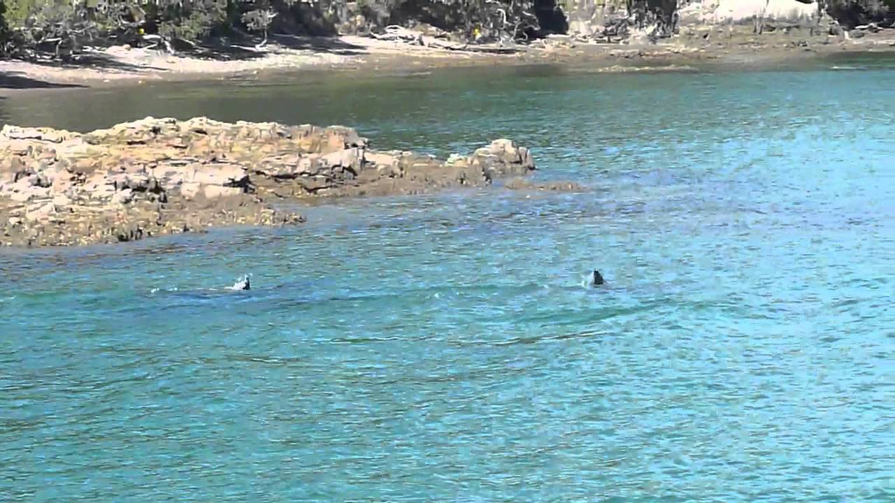 Orca in The Bay of Islands - YouTube