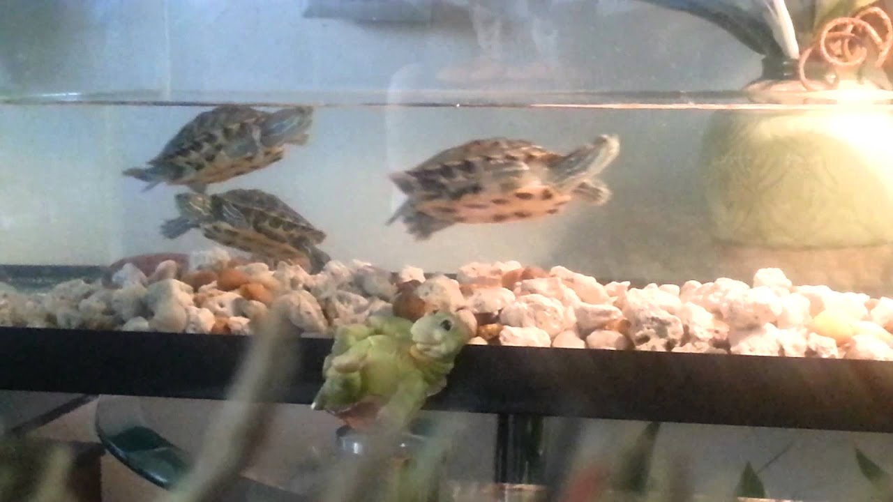 Red eared aquatic turtles in mating dance - YouTube
