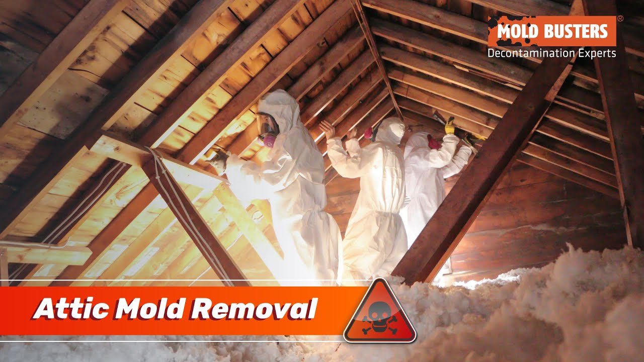 🏠 Attic Mold Removal - Mold Busters - YouTube