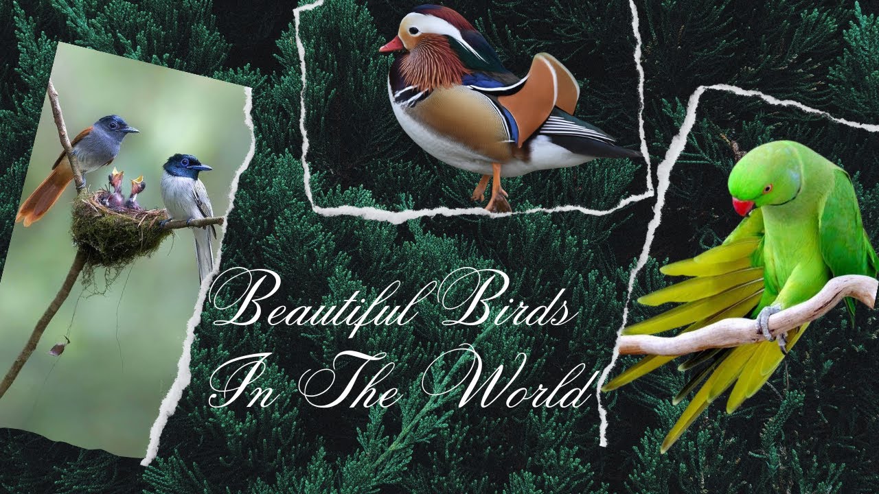 Most Beautiful Birds In The World | World Best Beautiful Birds | Birds ...