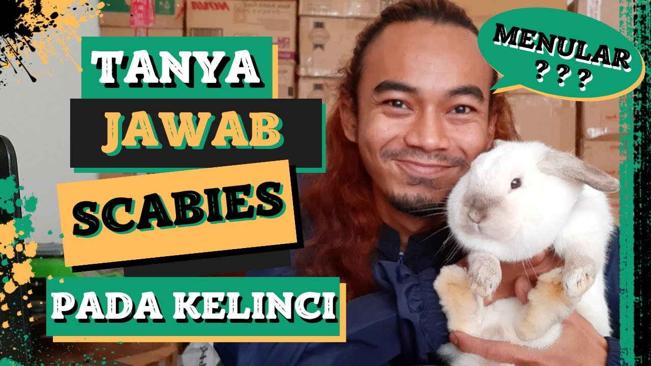PENYAKIT SCABIES PADA KELINCI BISA MENULAR ? TANYA JAWAB SEPUTAR ...