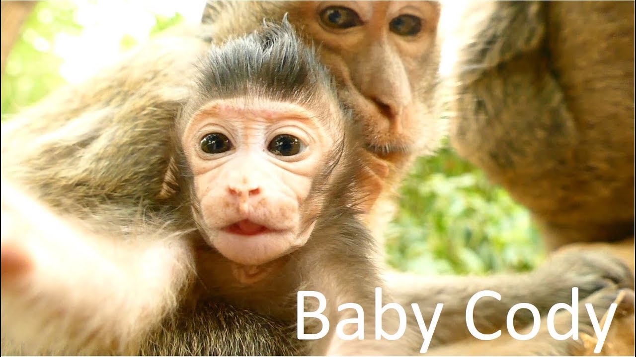 How Is Going 0n With Baby Cody? Little Baby Cody Growing Up_Hyper&Look ...