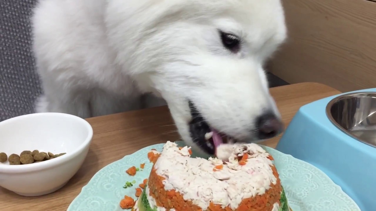 사모예드 (강아지)생일케익 먹방 food-birthday cake (samoyed) - YouTube