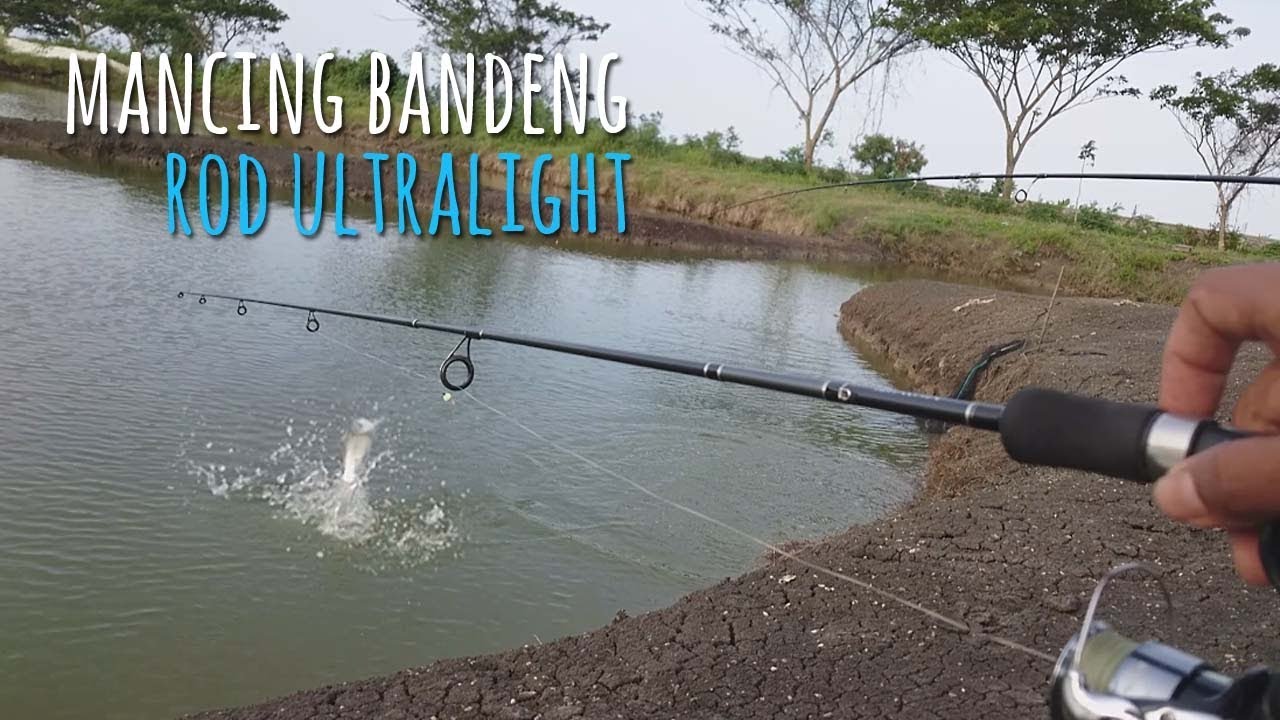 Keseruan Mancing Bandeng : Empang Padek serang - YouTube