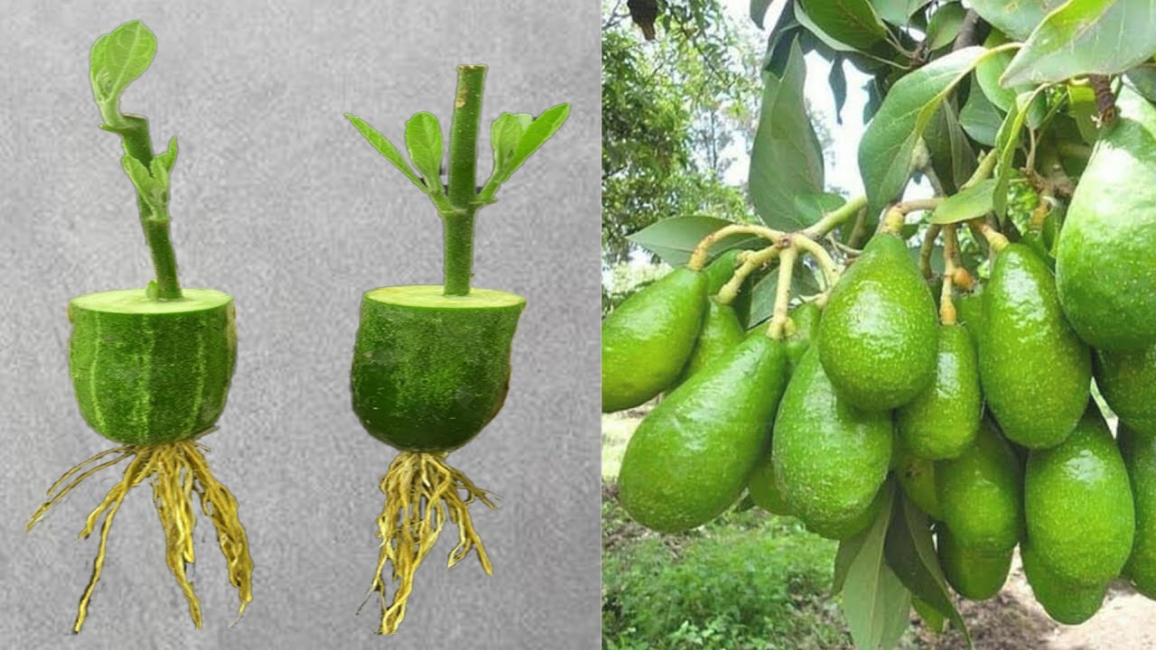 Since knowing this method, I quickly multiply avocado branches - YouTube