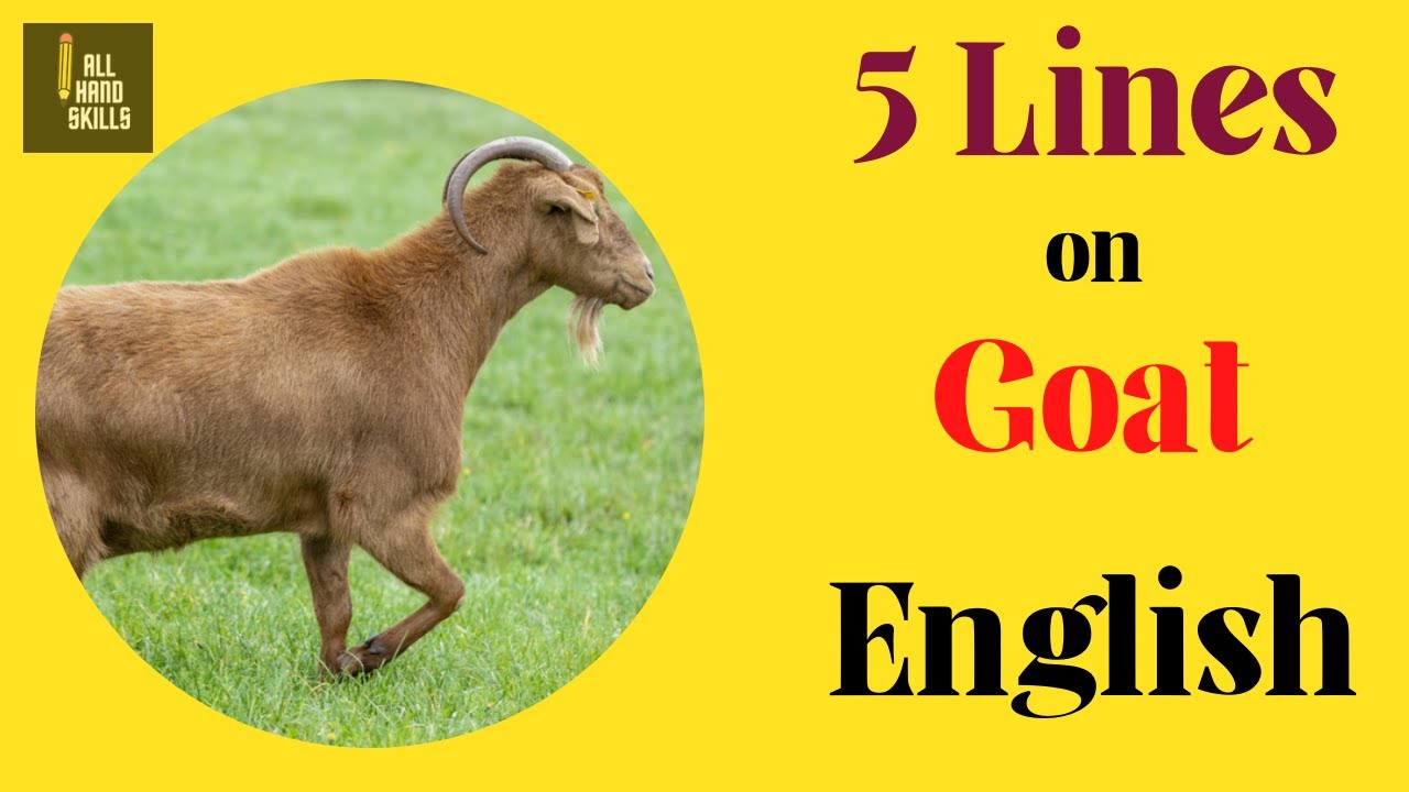 5 Easy Lines on Goat in English Writing - Easy Short Essay on Goat ...