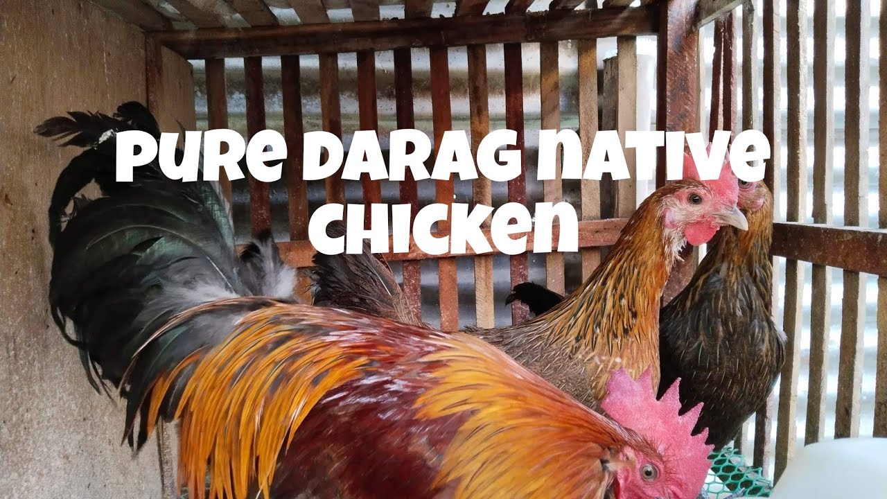 darag pure native chicken - YouTube