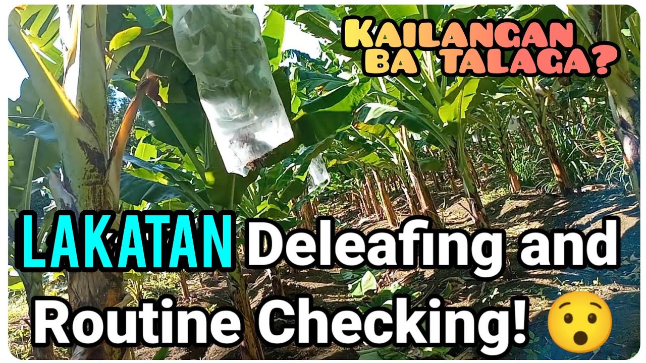 『Nag Farm Check after Lakatan Deleafing!』〘Essential Routine daw pala ...