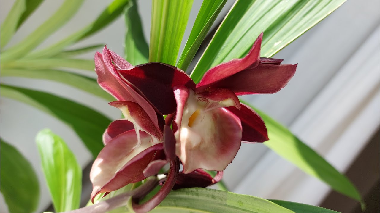 Может ли цветение орхидеи расстроить? Еще как может! Ctsm Solomon SK ...