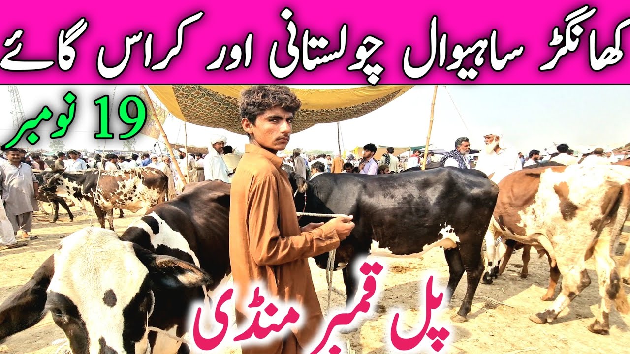 Pull Qamber Mandi | Cholistani Sahiwal Cross Cow Mandi || Mandi Star ...