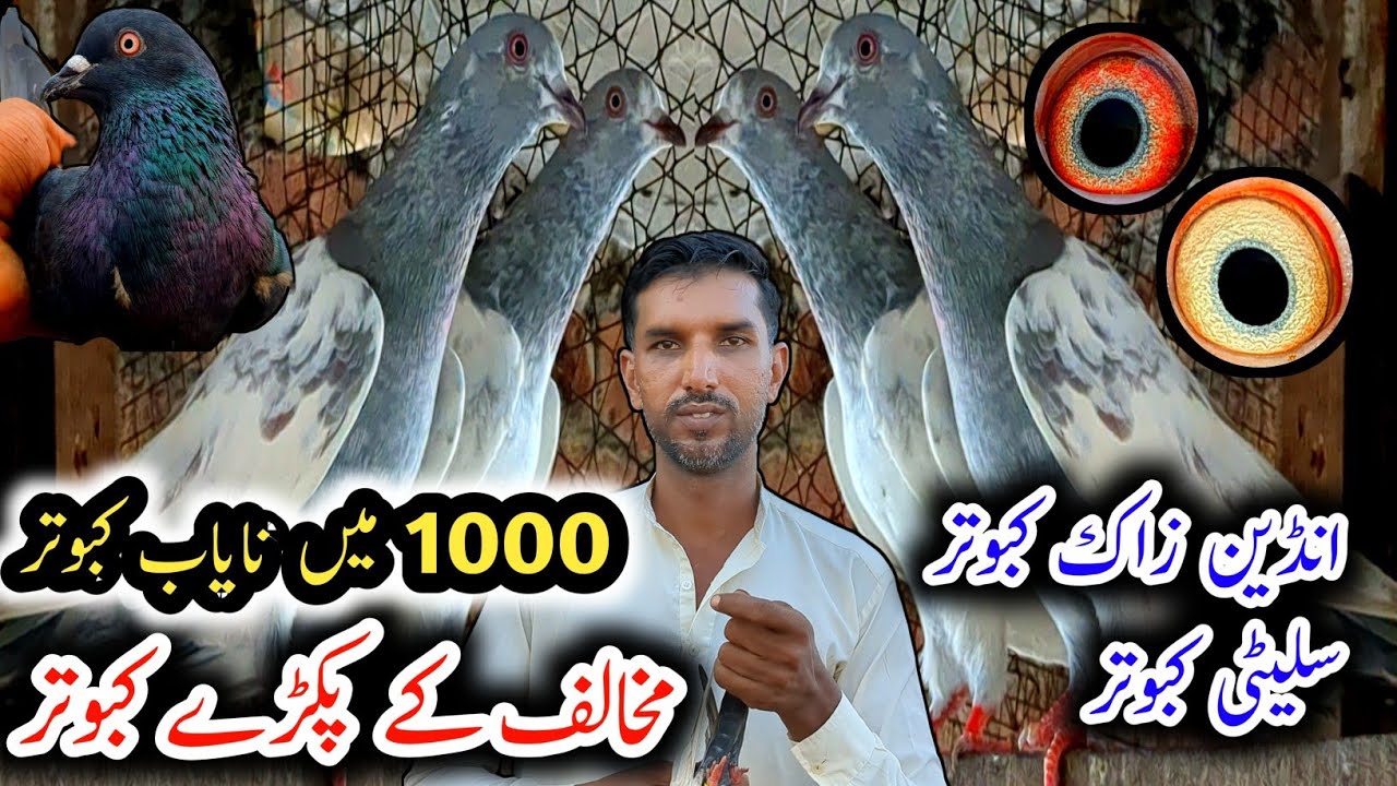 Nayab Kabootar 1000 Mai 💯 // Salety Kamager Pigeons // Teddy Kabootar ...