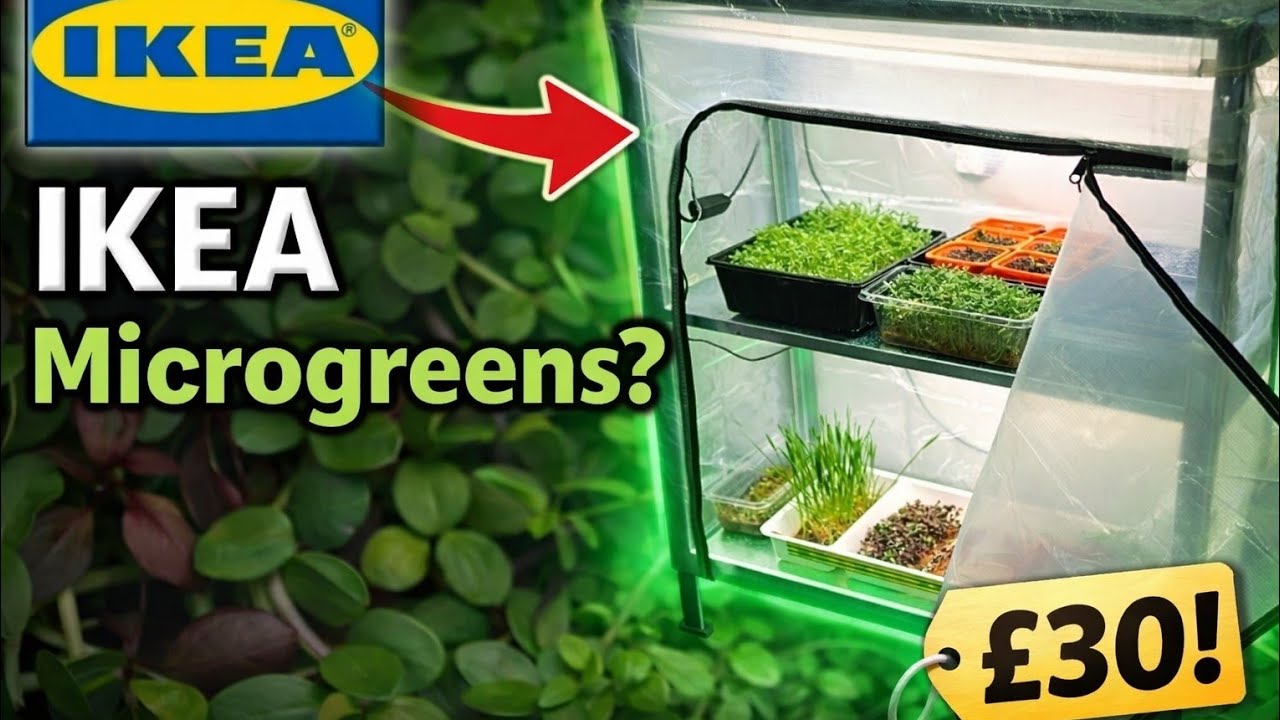 Easy DIY Microgreens Growing Unit On A Budget - How To Grow Microgreens ...