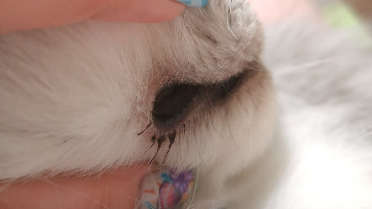 Shiloh - one very patient cat. Cat's acne treatment at home. No meds ...