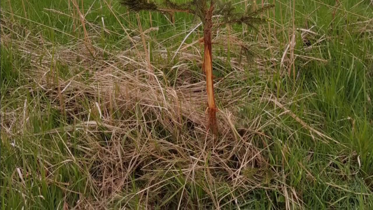 Bock geschossen, Rehbockjagd, Mai 2017, Jagd, Bockjagd, erlegt ...