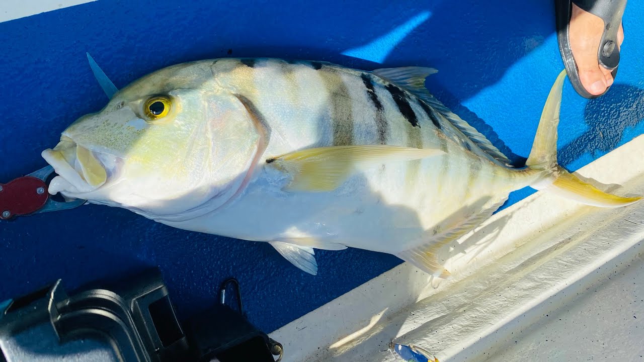 Trip Akra Jigger ️Full Fight Ikan Gerong Belang 🐠 Pulau Penyabong ‼️ ...