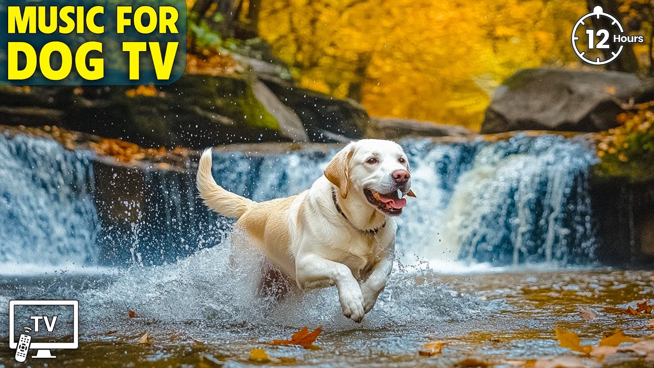 12 Hours of Healing Dog Music 🐶 Soothing Sounds for Deep Relaxation 🐕 ...