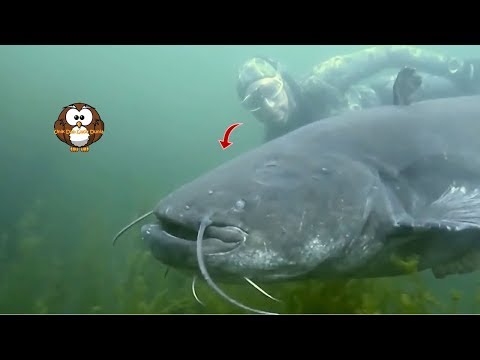 MONSTER?? Fakta Unik Ikan Lele yang Wajib Kamu Ketahui.!!