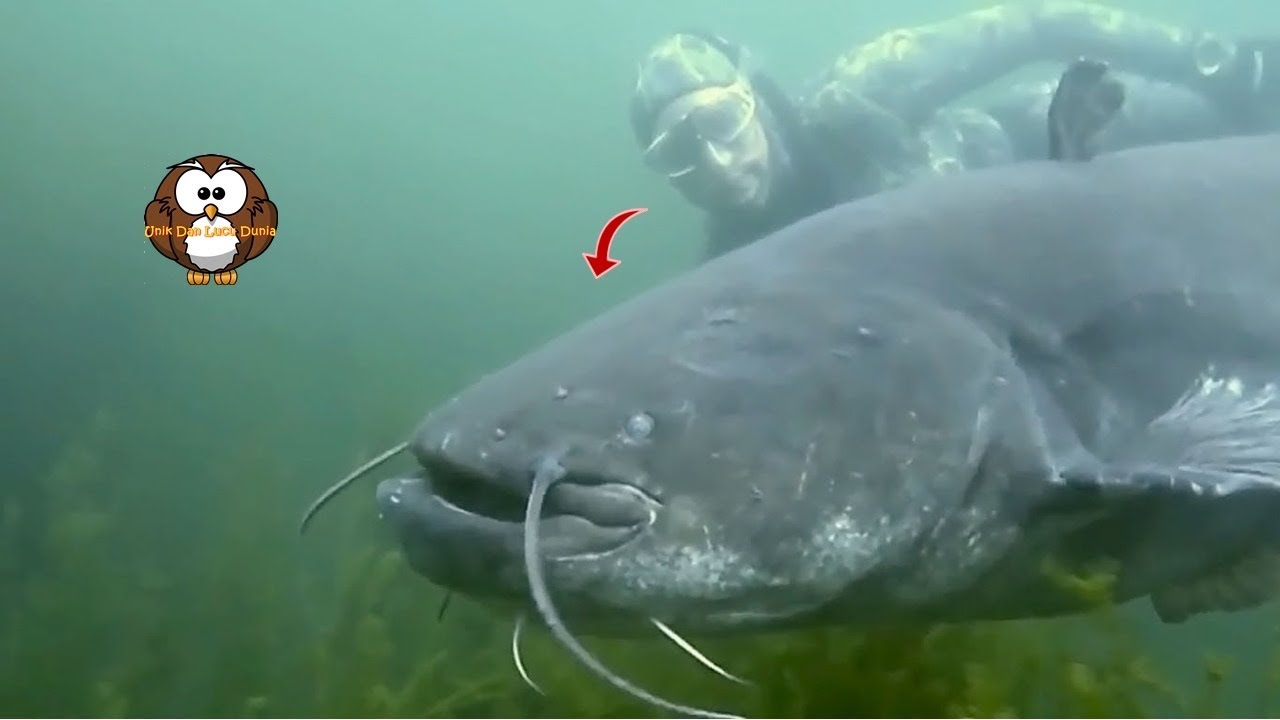 MONSTER?? Fakta Unik Ikan Lele yang Wajib Kamu Ketahui.!! - YouTube