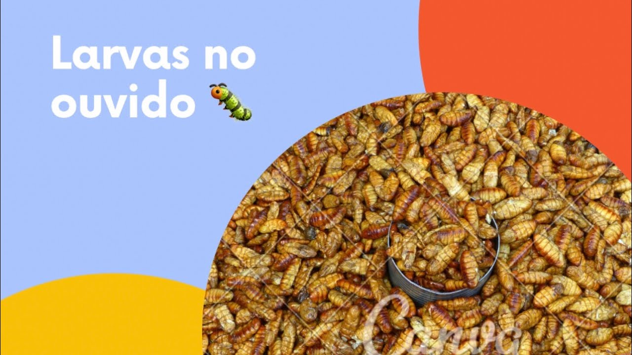 Larvas no ouvido / Myiasis and fly in the ear - YouTube