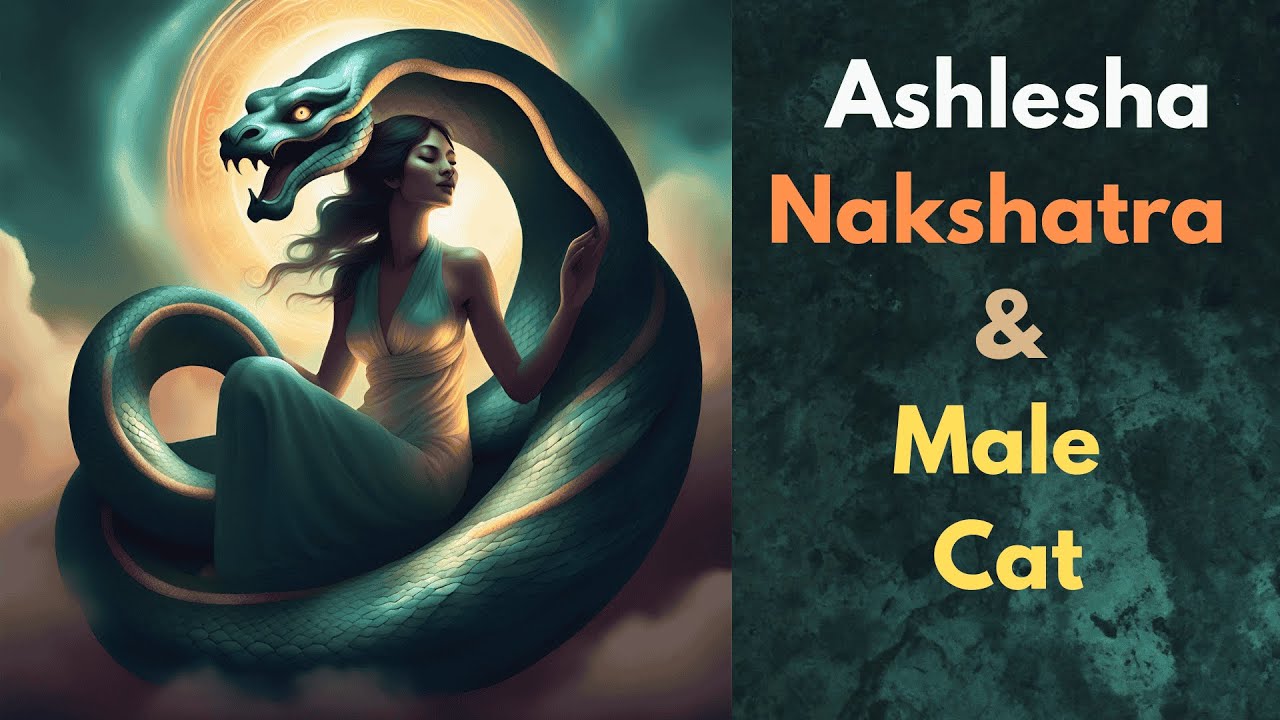 ASHLESHA Nakshatra and MALE CATS | Nakshatra Animals Series | Soma ...