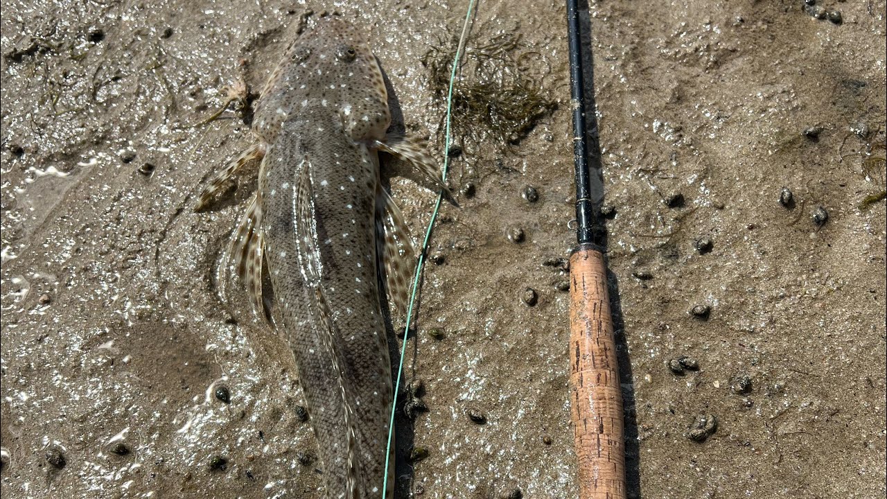 BLUE SPOT FLATHEAD ON FLY - Augusta Western Australia - YouTube