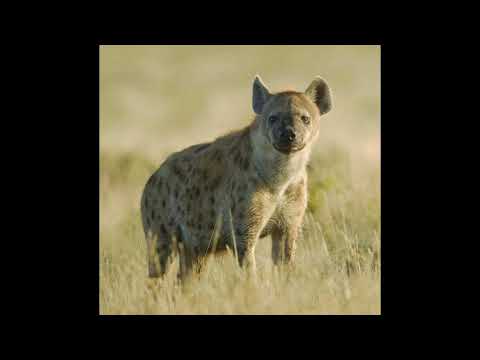 hyena sounds