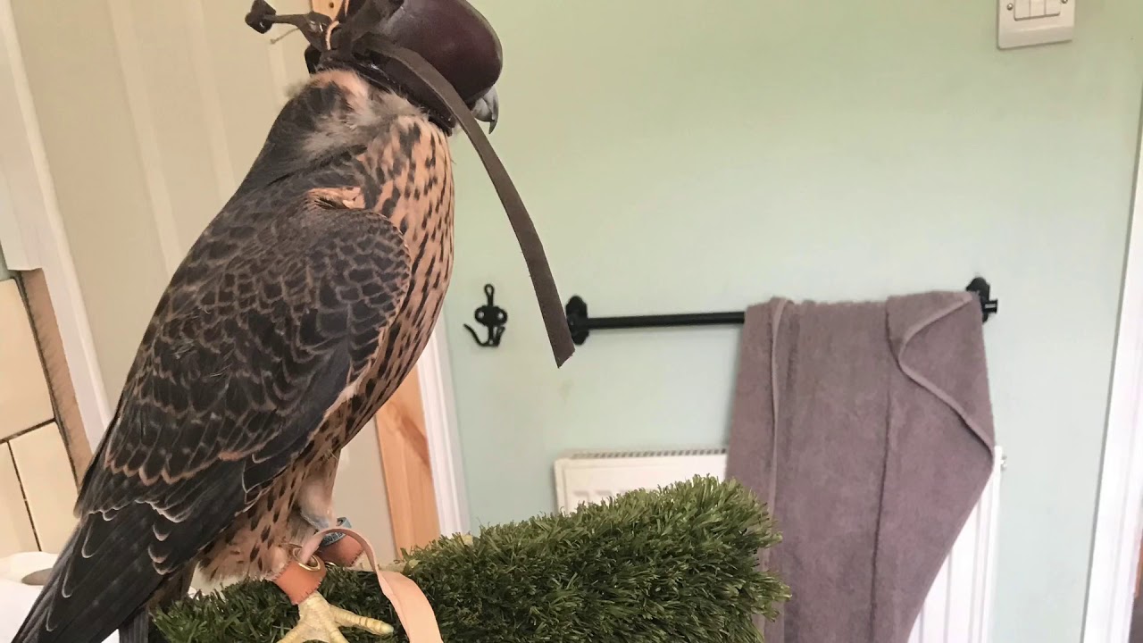 Peregrine falcon training clips - YouTube
