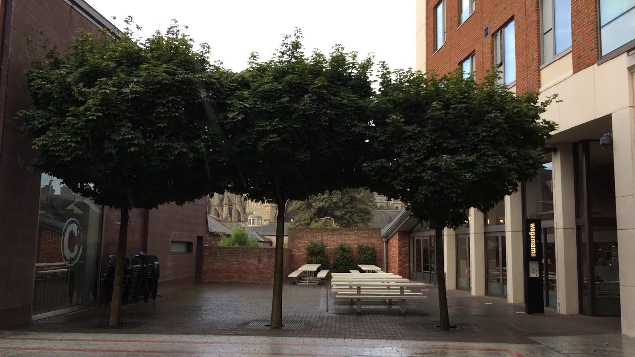 Snake Bark Maple (Acer capillipes) - trees in Princesshay, Exeter ...