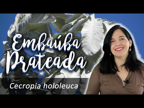 Embaúba-prateada – Cecropia hololeuca - YouTube