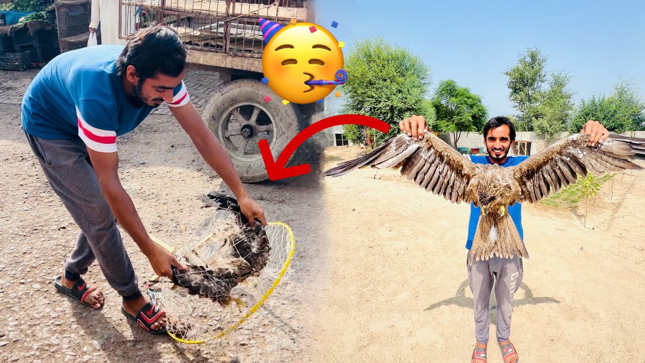 Finally Eagle Pakr Liya 😍 | How to Catch Eagle | Cheap Eagle Trap ...