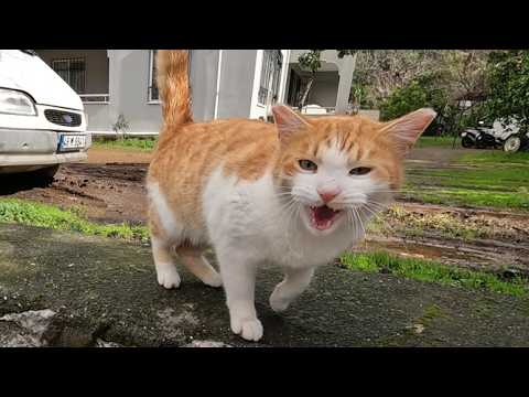 Stray cat suddenly got angry and attacked me while I was petting it ...