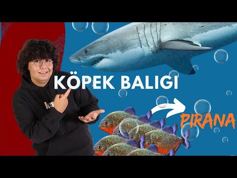 KÖPEK BALIĞI VE PİRANA ALDIM (AKVARYUM KURUYORUM)