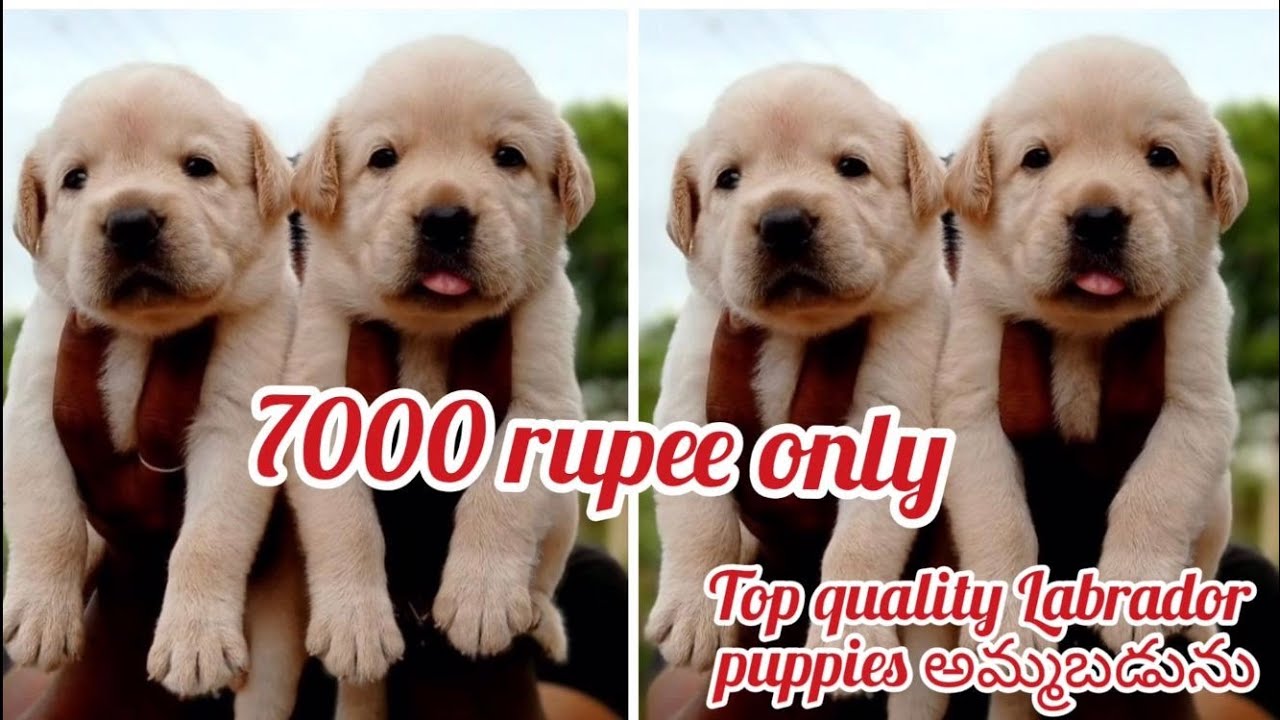 Top quality Labrador retriever puppies for sale|9948969428|hyderabad ...
