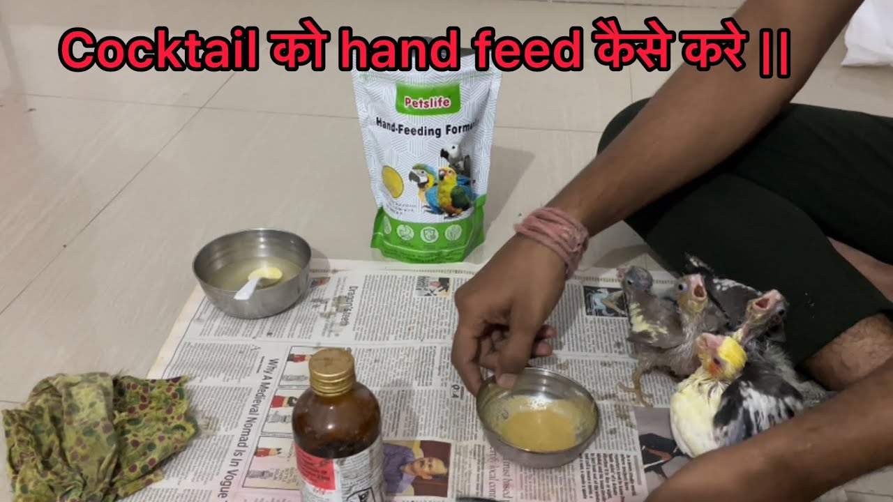 Cocktail chick ko hand feeding kise Karen || birds को hand feeding कैसे ...