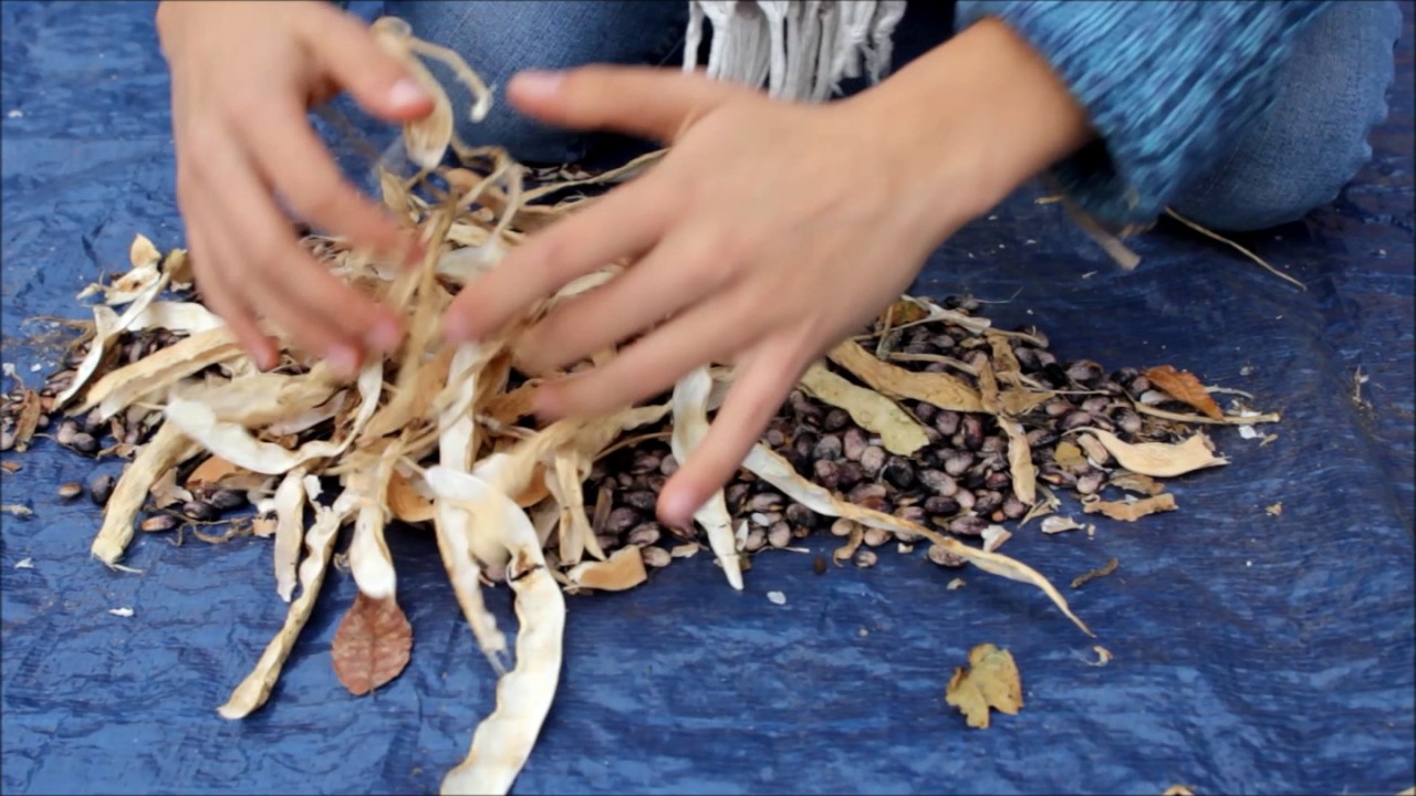 Winnowing Bean Seed - YouTube
