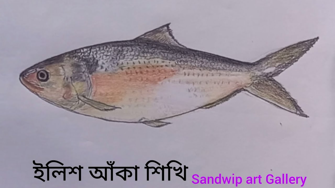How to draw Hilsha Fish || Ilish aka || ইলিশ মাছ আঁকা শিখি - YouTube