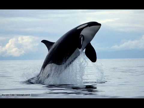 Relaxing Nature: 6:21 minutes of whale songs and ocean waves - YouTube