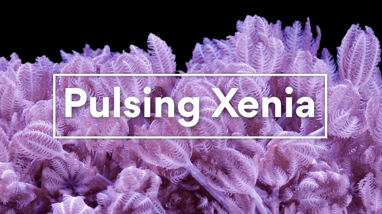 Pulsing Xenia - YouTube