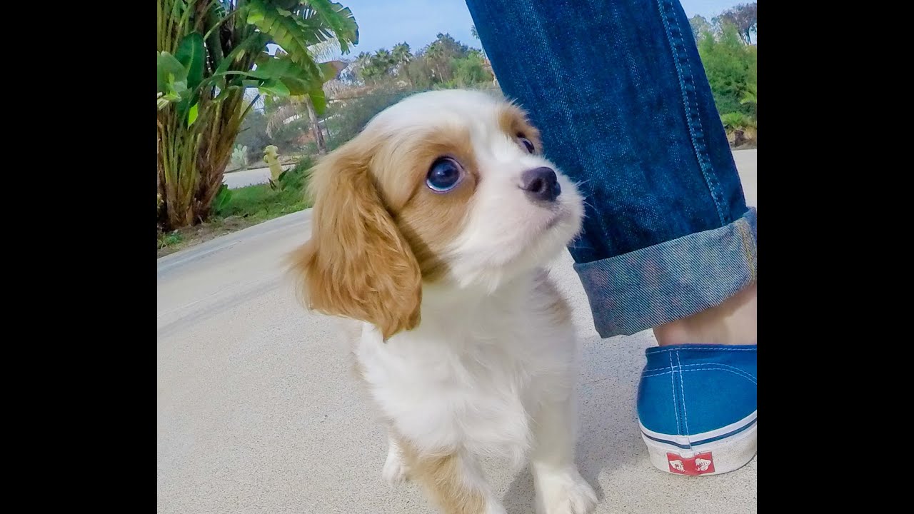 Rojo is our gorgeous Blenheim Cavalier King Charles Spaniel Puppy - YouTube