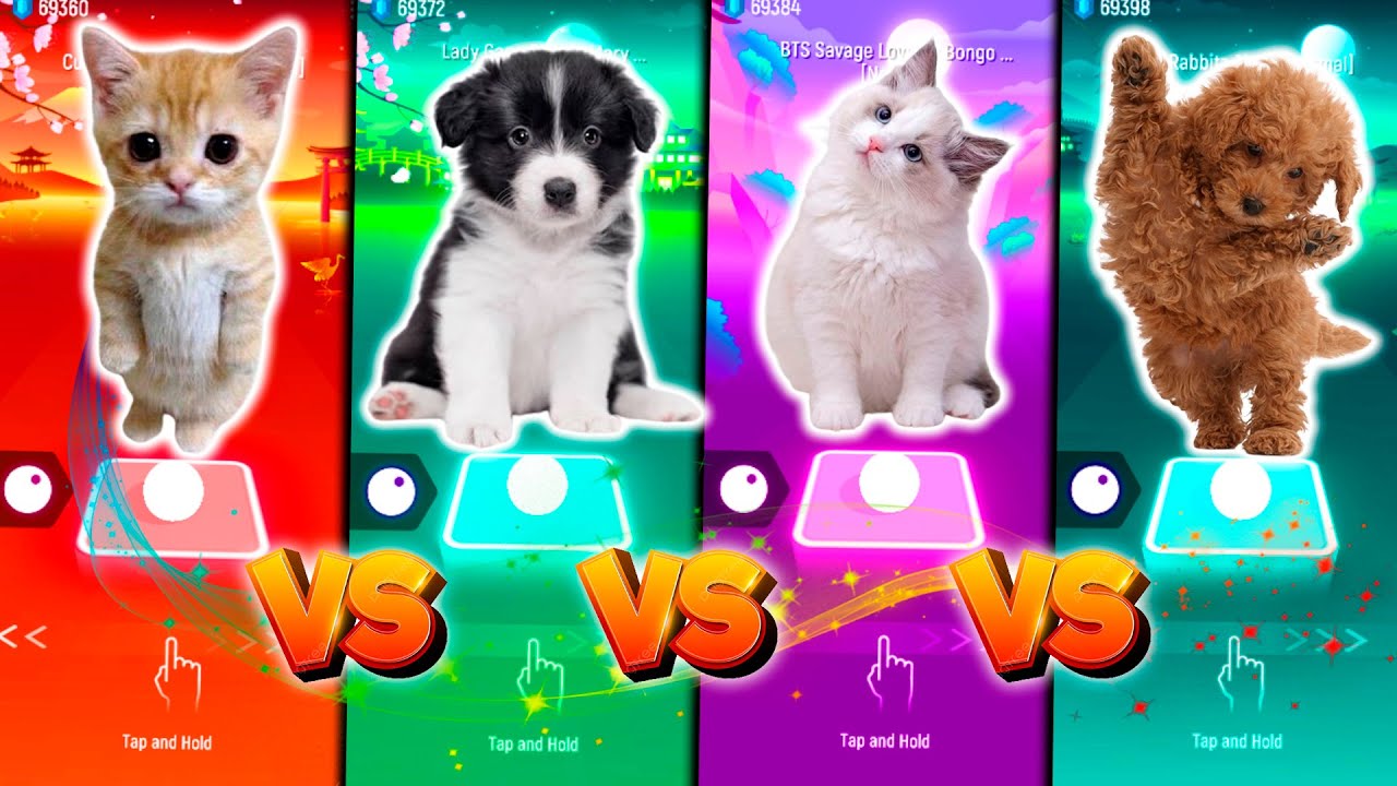 CUTE CAT VS CUTE DOG LADY GAGA BLOODY MARY VS CUTE CAT BTS SAVAGE LOVE ...