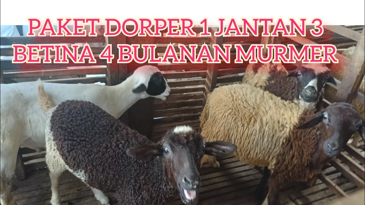 PAKET DORPER 1JANTAN 3 BETINA 4 BULANAN MURMER @GALERI-KAMBING-DOMBA ...