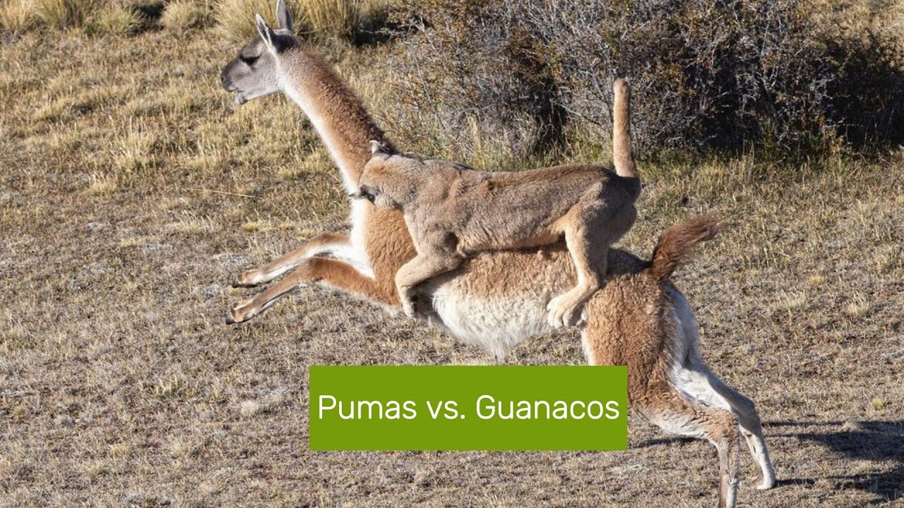 Pumas vs. Guanacos: The Struggle for Survival #nature #wildlife #puma # ...