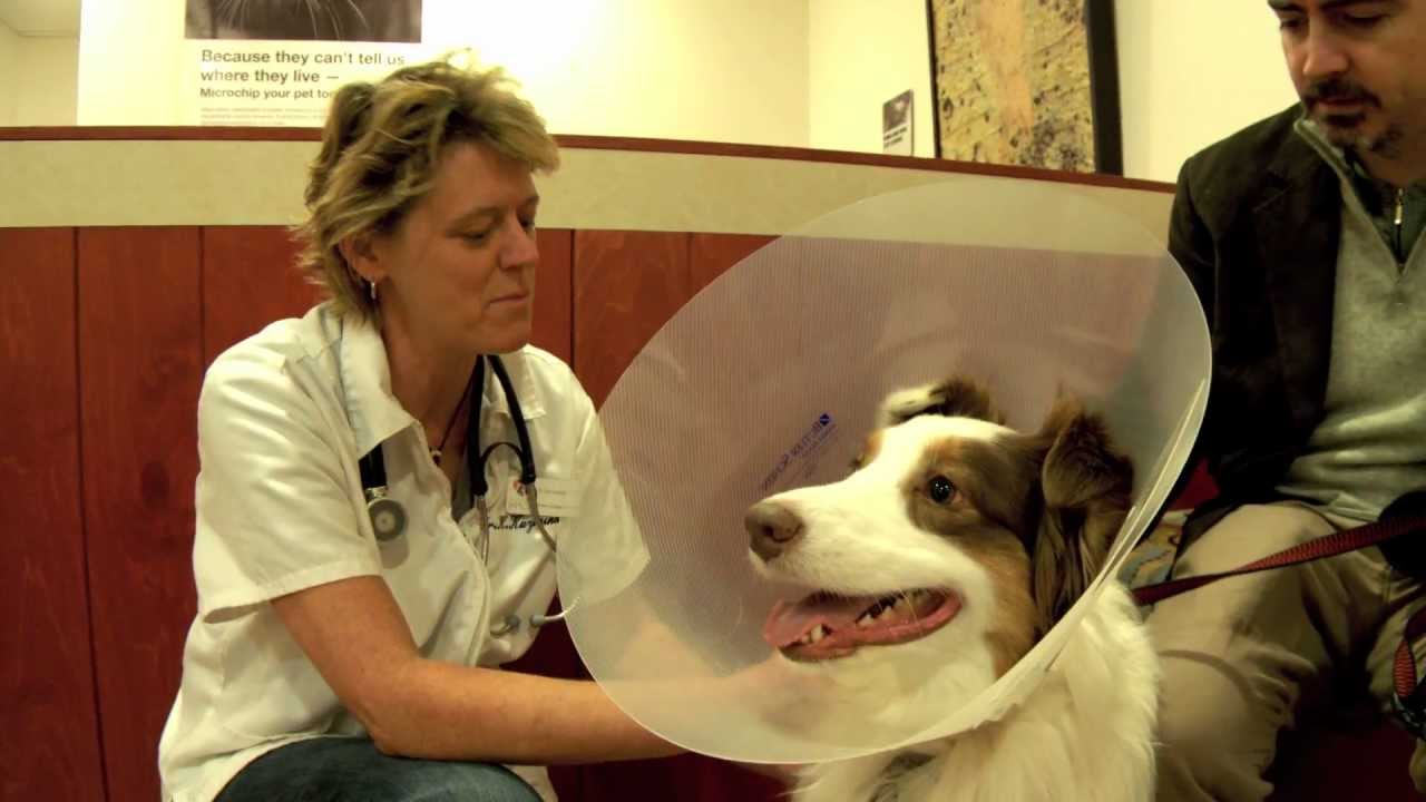 The San Francisco SPCA Spay/Neuter Clinic Video: Why Spaying ...